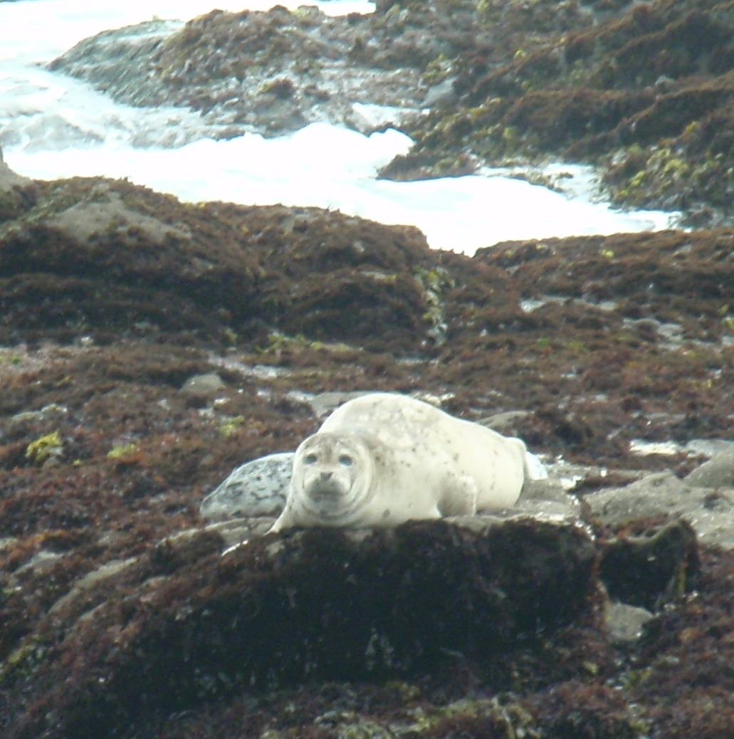 Everything Coastal: Harbor Seals