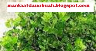 Manfaat Khasiat Daun Beluntas Untuk Kesehatan Tubuh