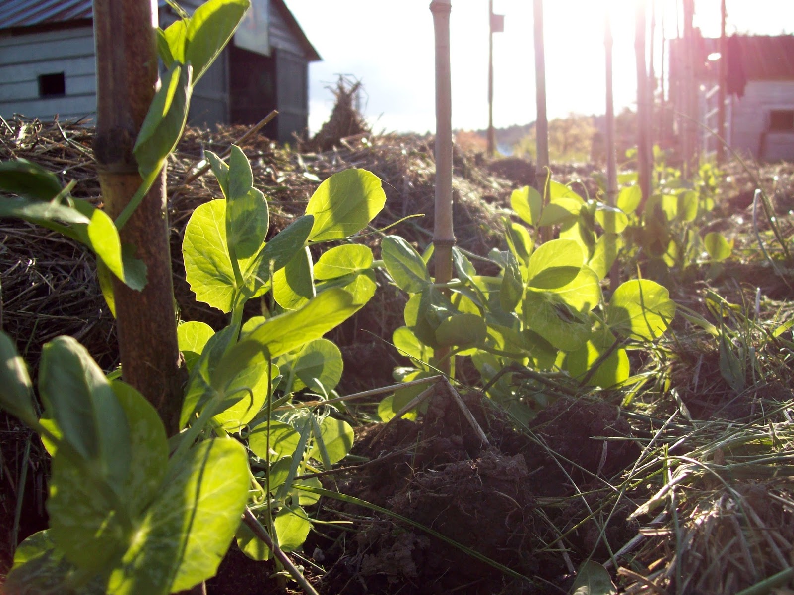 "Sharing Gardens": Time for "Peas" on Earth!