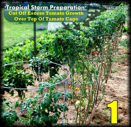 LushGreenVA: Helping Caged Tomato Plants Survive A Tropical Storm Or ...