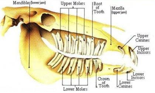 Horse Life and Love: Does Basil have a Tooth Abscess?