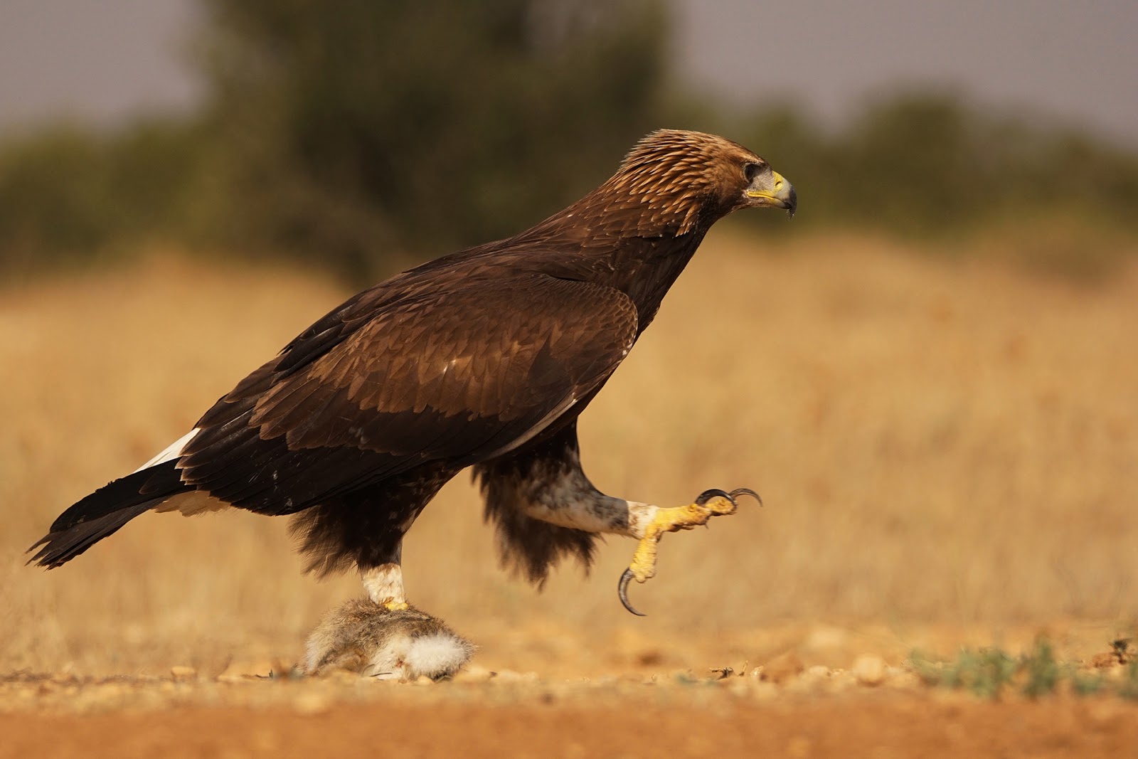 Pasión por las aves: Águila real.(Aquila chrysaetos)