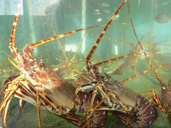 FreeSenseNews: HOW TO COOK A SCRUMPTIOUSLY DELICIOUS FLORIDA LOBSTER