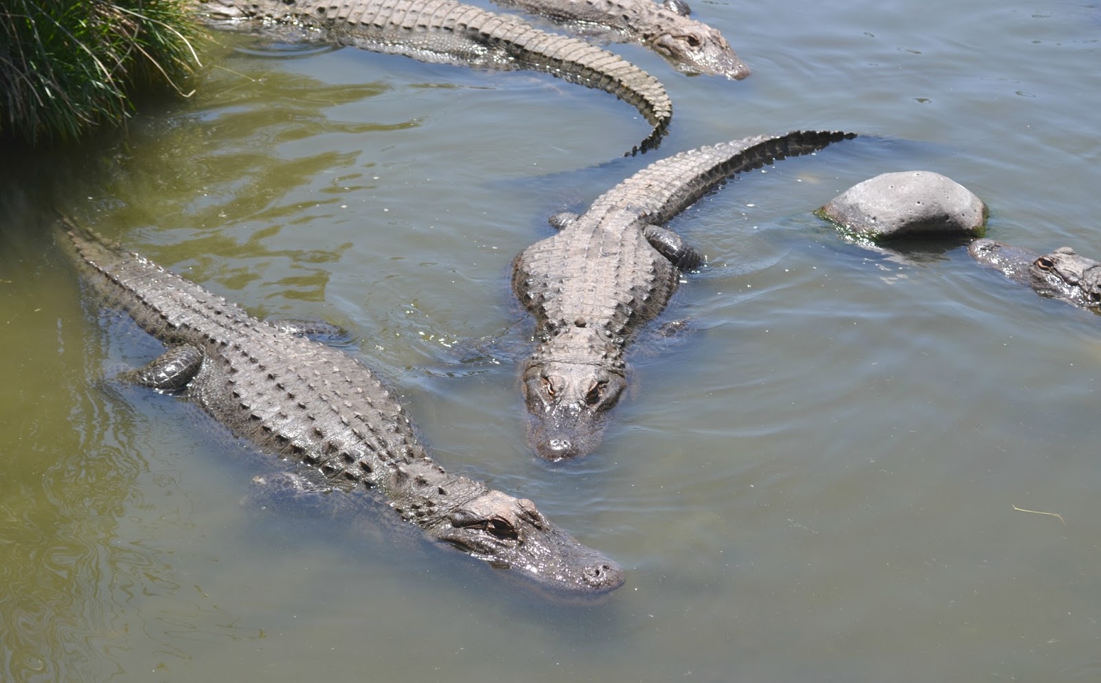 Visiting the Colorado Gator Farm - Building Our Story