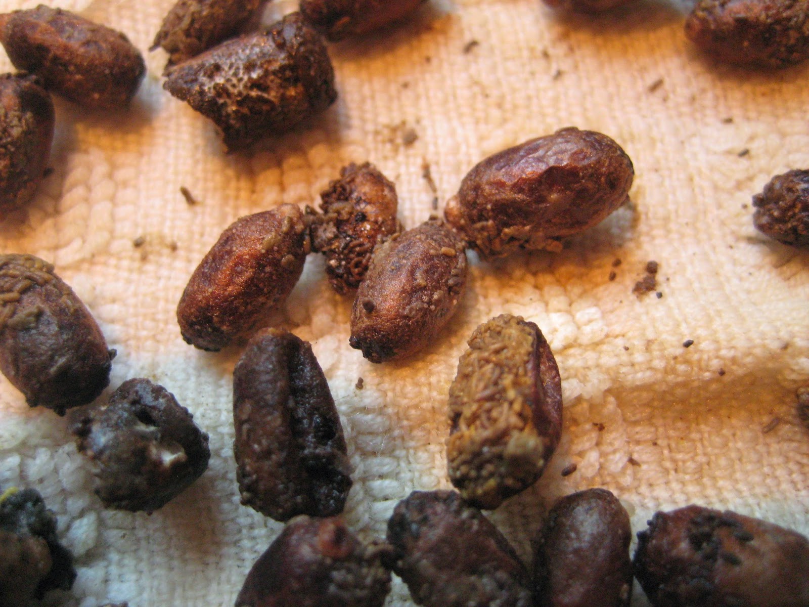 Mason Bees: Maintenance and Harvesting and Cleaning