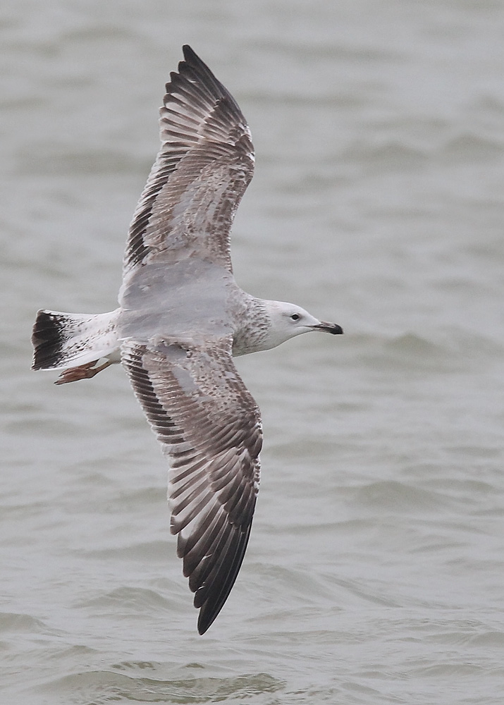 Richard Smith - Birdwatching Days Out: GLAUCOUS GULL, juvenile, CASPIAN ...