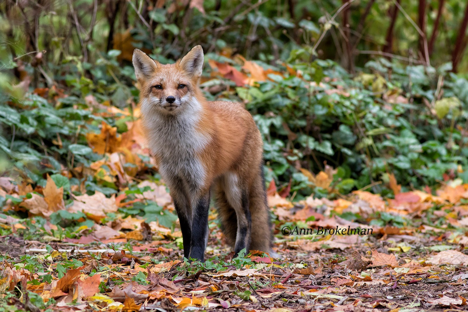 Ann Brokelman Photography: Red Fox - spent lots of time climbing
