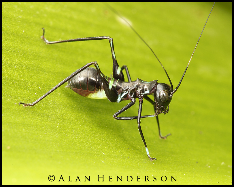 Minibeast Wildlife - Rainforest Encounters: Ant-mimicking katydid