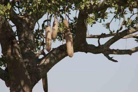 Tonymann Tours&Safaris: Sausage tree in Serengeti
