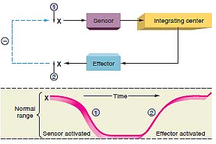 Homeostasis - negative feedback loop
