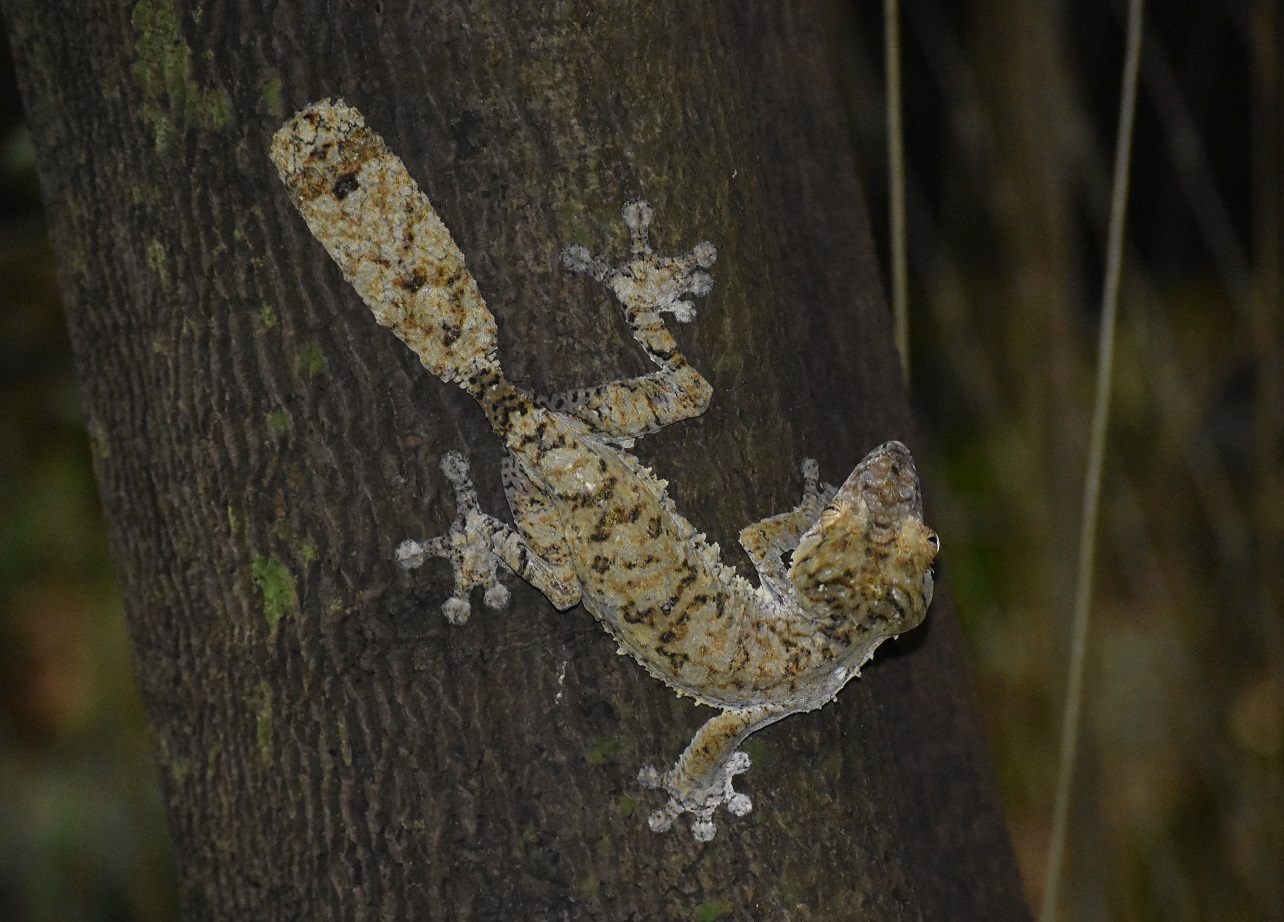 ZOOTOGRAFIANDO (6.100 ANIMALS): GECKO COLA DE HOJA SUREÑO / SOUTHERN ...