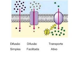 Tudo Sobre Biologia: Difusão simples e facilitada
