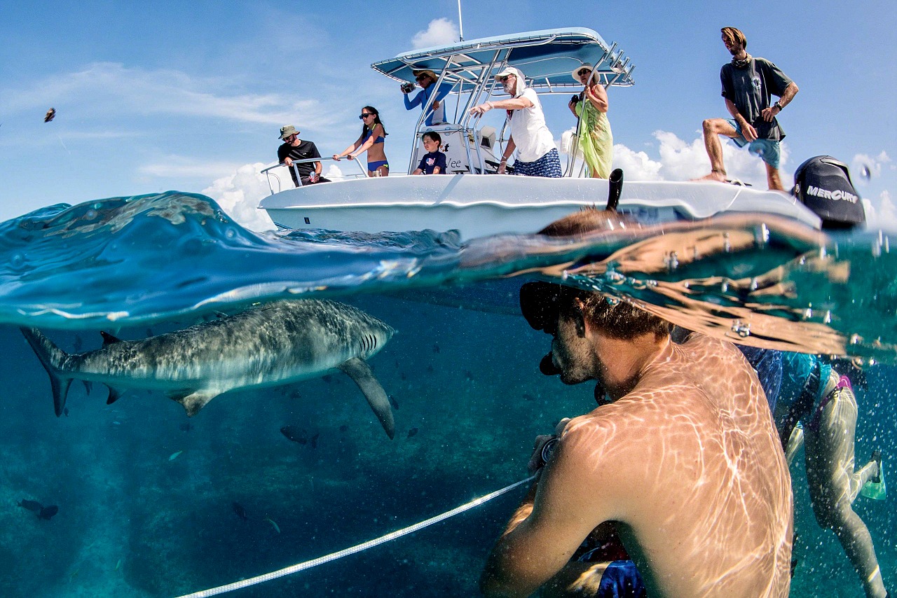 The Best Shark Dive in the World!: East Wells: Bimini’s Last Hope!