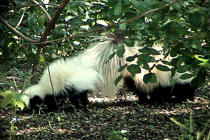 Tales From The Wilds: Raccoon Kits, Gray Fox Kits and Skunks at the ...
