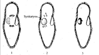 Autogamy Of Reproduction |Genetic Engineering Info