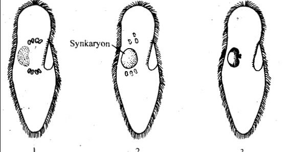 Autogamy Of Reproduction |Genetic Engineering Info