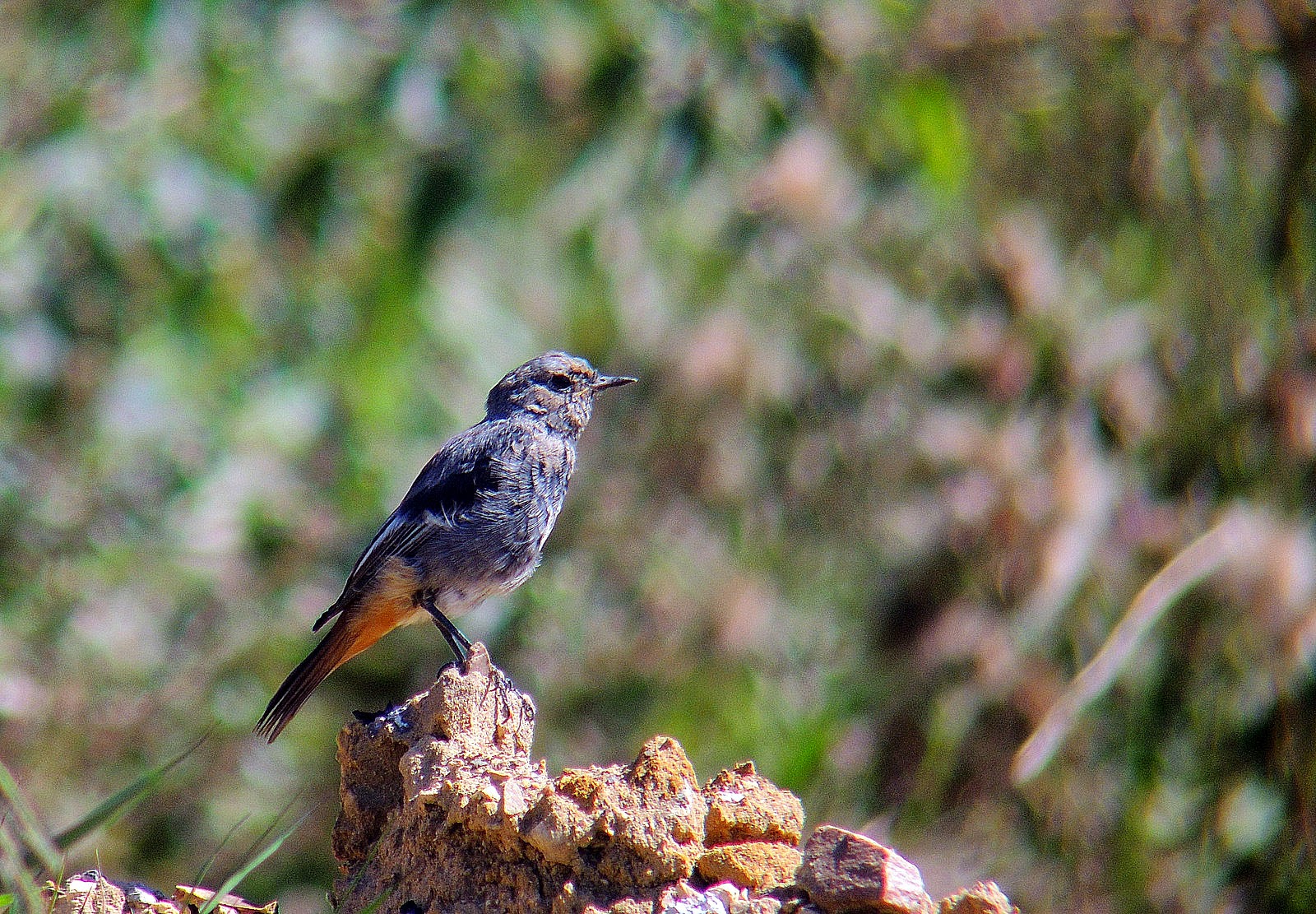 Digiscoping/fotografía por Asturias, y más.: Colirrojo tizón juvenil.