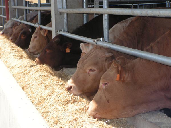 Alimentacion y Nutrición Animal: Alimentación y Nutrición Animal