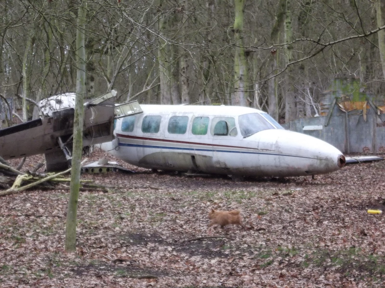 Dog Walk Explorers: Finmere (Airfield Walk)