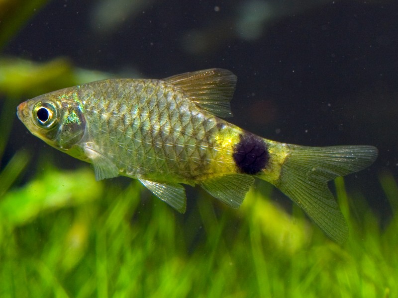 Species New to Science: [Ichthyology • 2008] 5 new Puntius (Teleostei ...