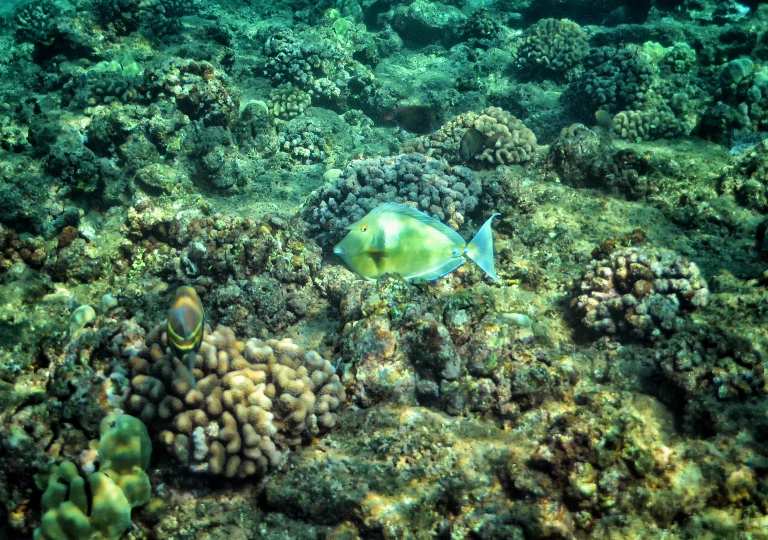 Shutterbugs Capturing the World Around Us: Swimming the Maui reefs