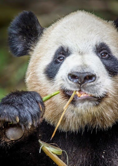 Amazing Pictures: Amazing Wild Animals