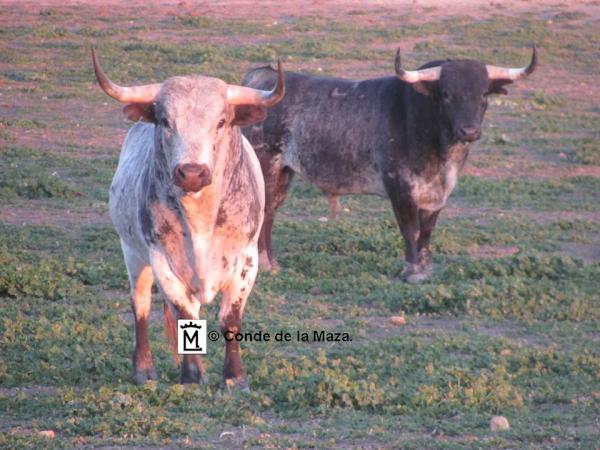 Toro, Torero y Afición: Dos "pavos" de la ganadería del Conde de la Maza