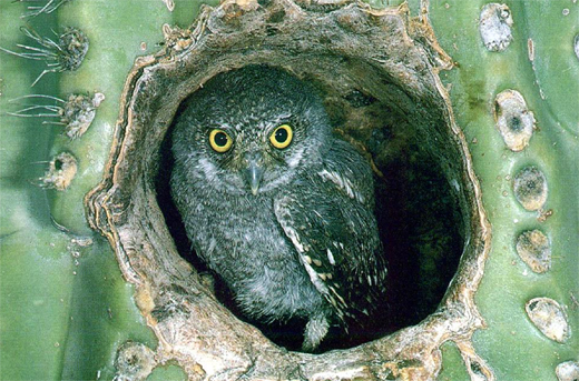Elf Owl, Micrathene whitneyi Found in desert,... - Denizens of Earth