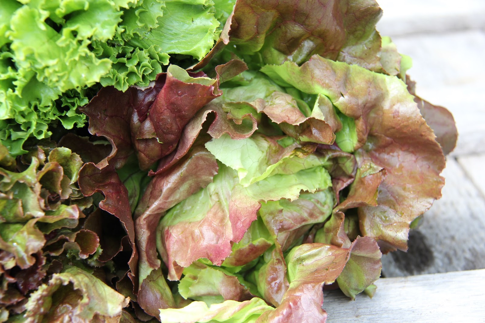 Stony Hill Farms CSA: Lettuce