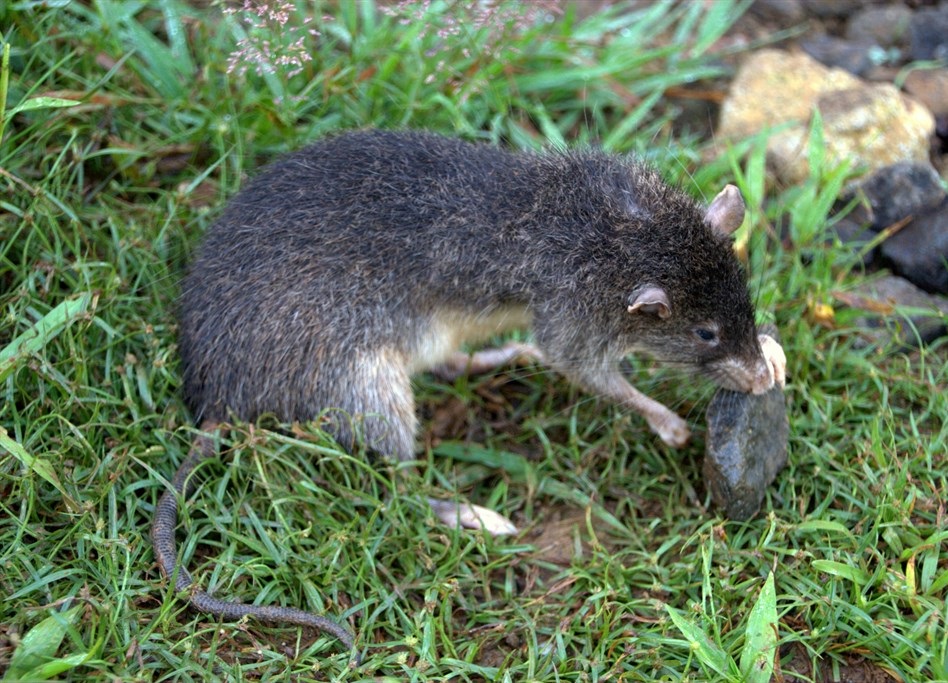 Species New to Science: [Mammalogy • 2016] Rattus detentus • A New ...