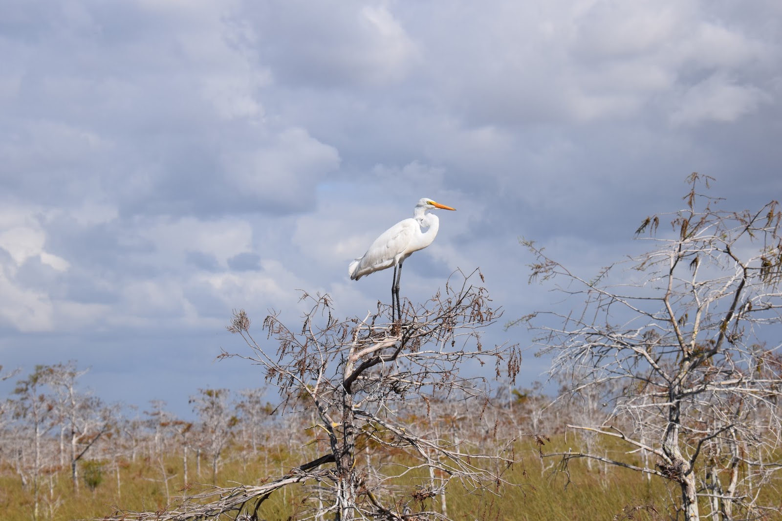My Viewfinder: Everglades National Park in winter time
