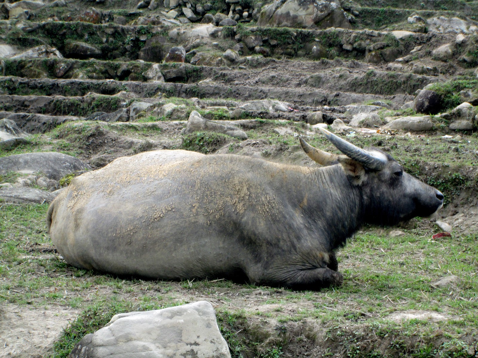 Vietnam by Tiger Cam: Water Buffalo (and other domestic animals)