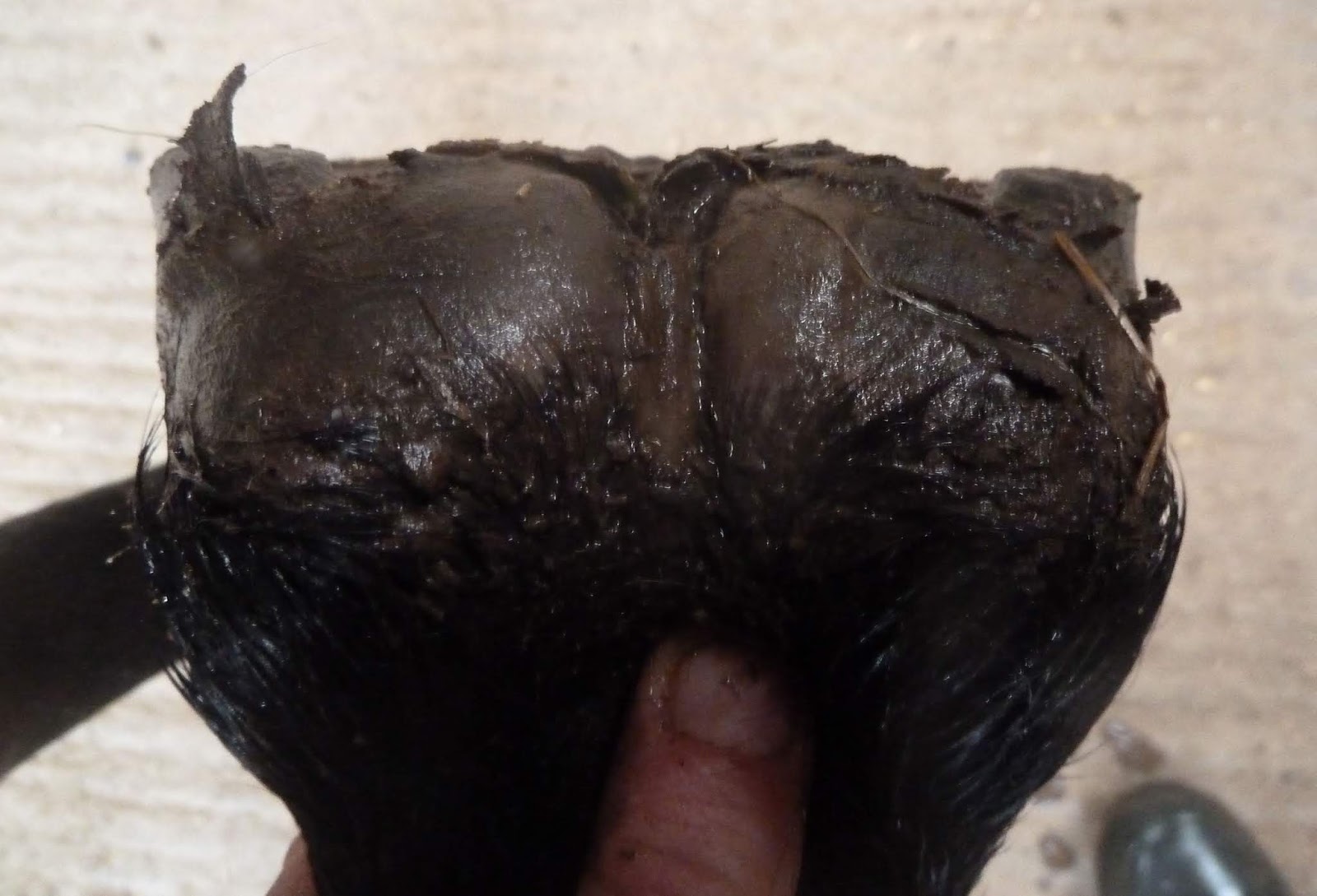 Rockley Farm Self maintaining Hooves rockley-farm-self-maintaining-hooves