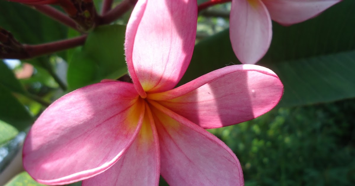 Info Baru Gambar Daun Dan Bunga, Untuk Mempercantik Ruangan