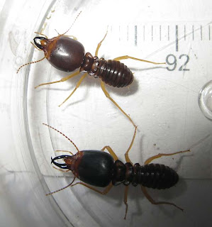 Photos and Info on Ants and Termites of Malaysia: Macrotermes Carbonarius