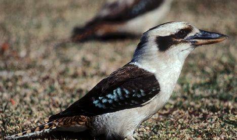 Cucaburra | Naturaleza asombrosa, maravillas naturales