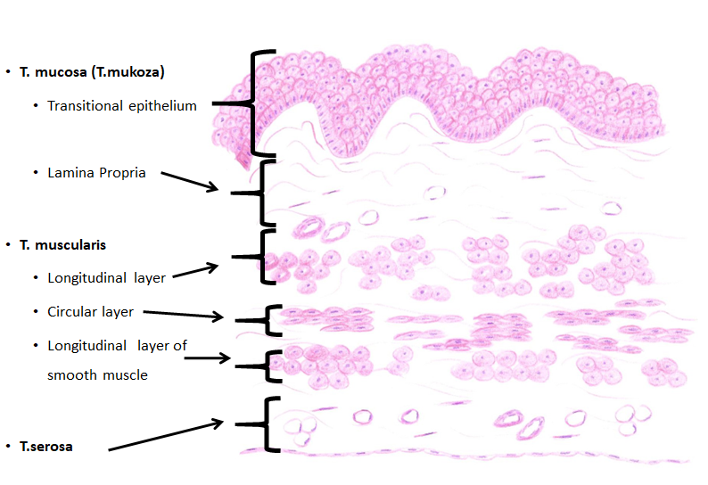 Bladder Histology Bladder Labels Histology