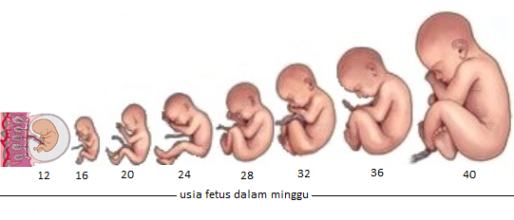 Reproduksi Manusia: Fertilisasi dan Kehamilan