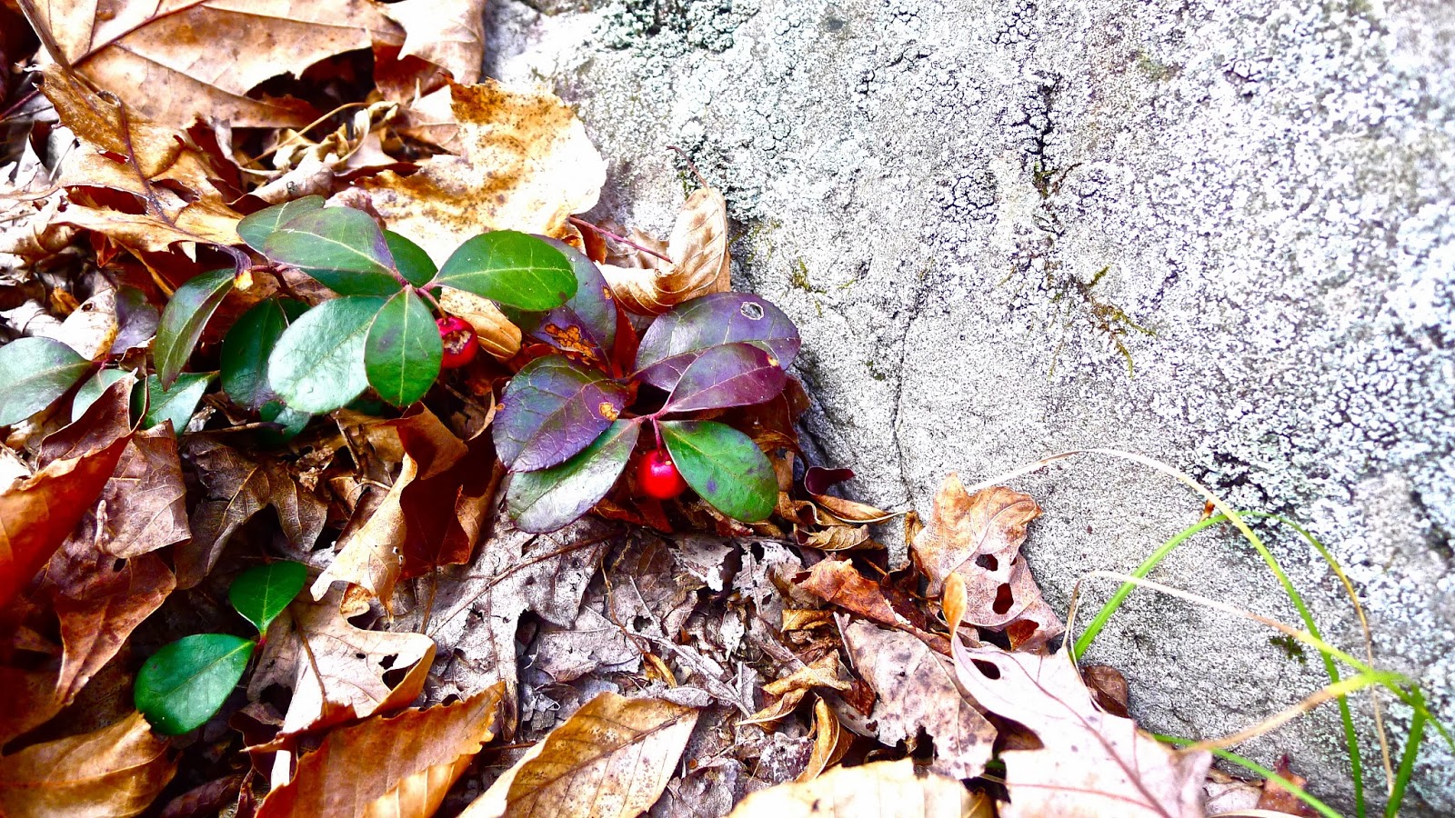 evolution now: wintergreen, partridge berry, pipsissewa. woodland ...