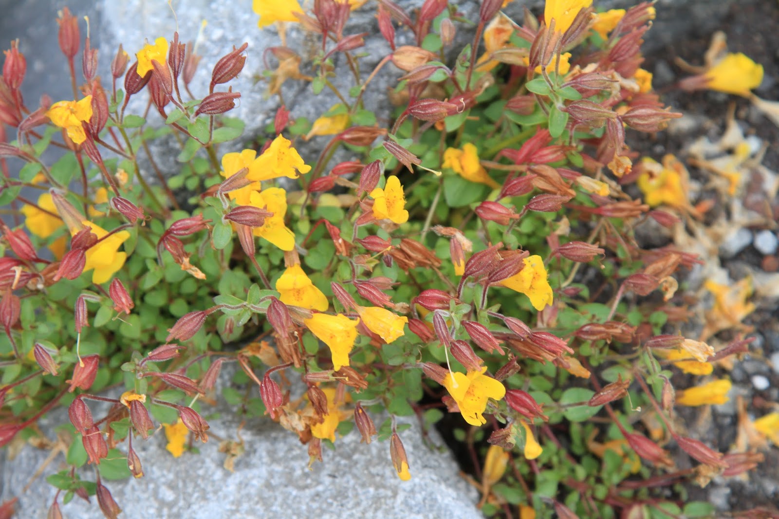 TravelMarx: Mount Rainier National Park – Indian Bar via Cowlitz Divide ...