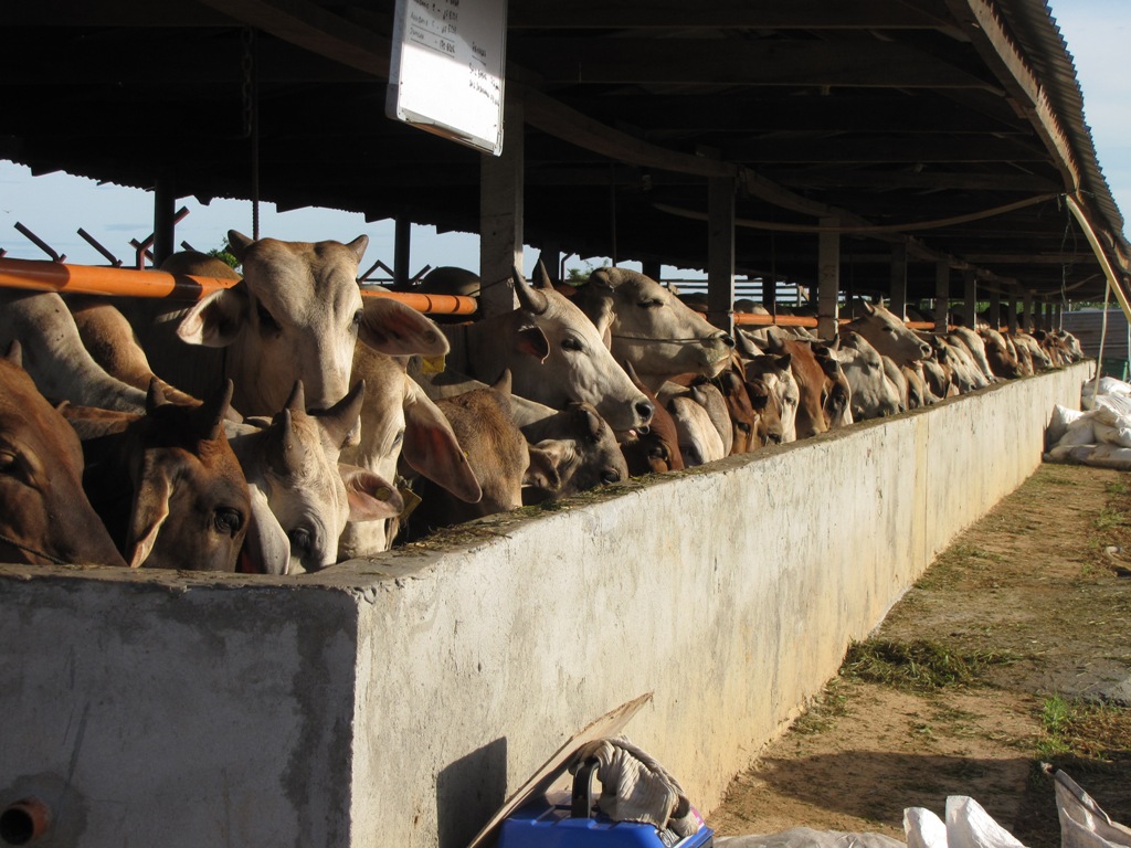 Laka Temin Silaj Sdn Bhd: Jualan Lembu Korban 2011