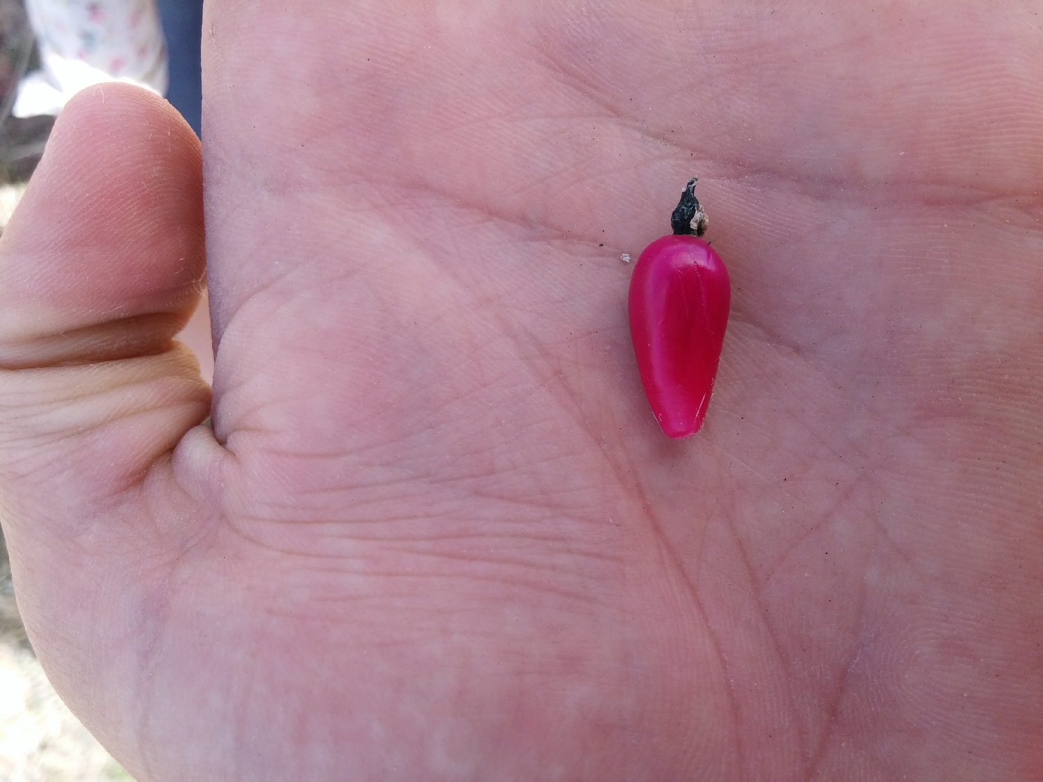 El cuexcomate: Cactaceae