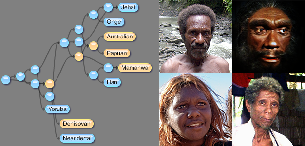 A Three-Pound Monkey Brain: Human Clades: A Look at a Complex Phylogeny