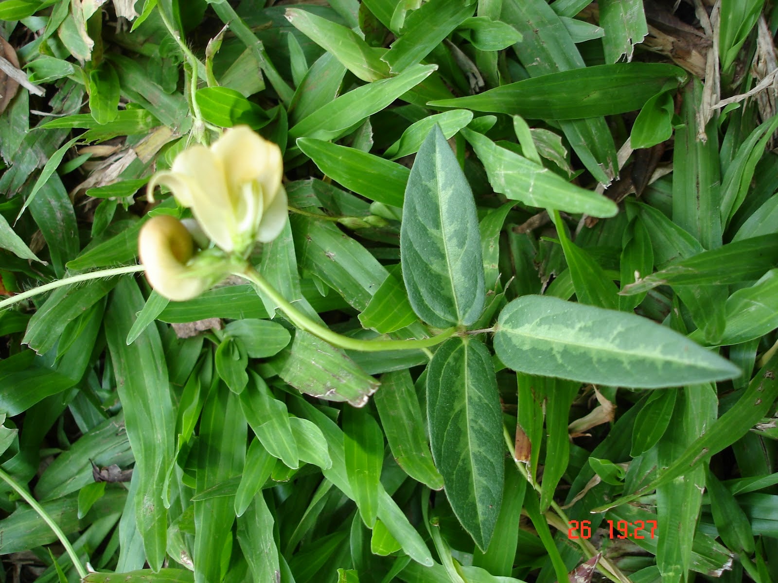 Flora de Puerto Rico Ilustrada Papo Vives: FABOIDEAE VIGNA LONGIFOLIA