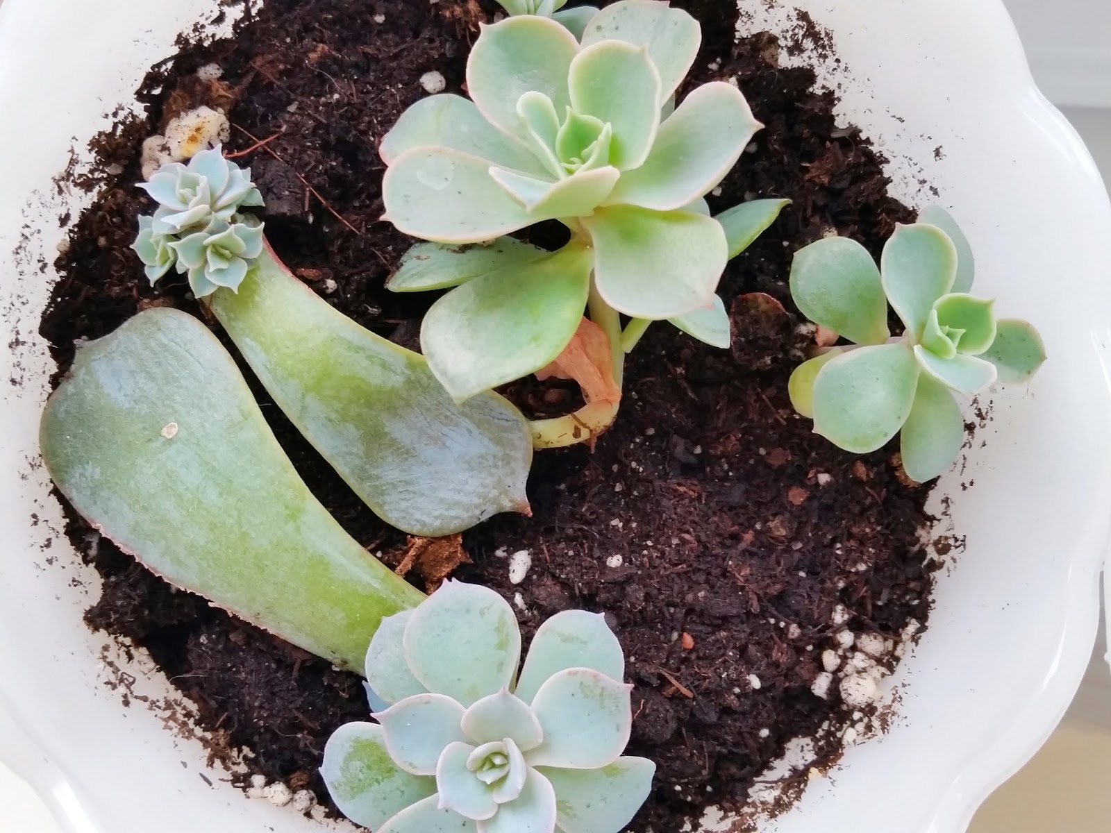 Fresh Coat of Paint: More Baby Succulents (And A Cute Idea)