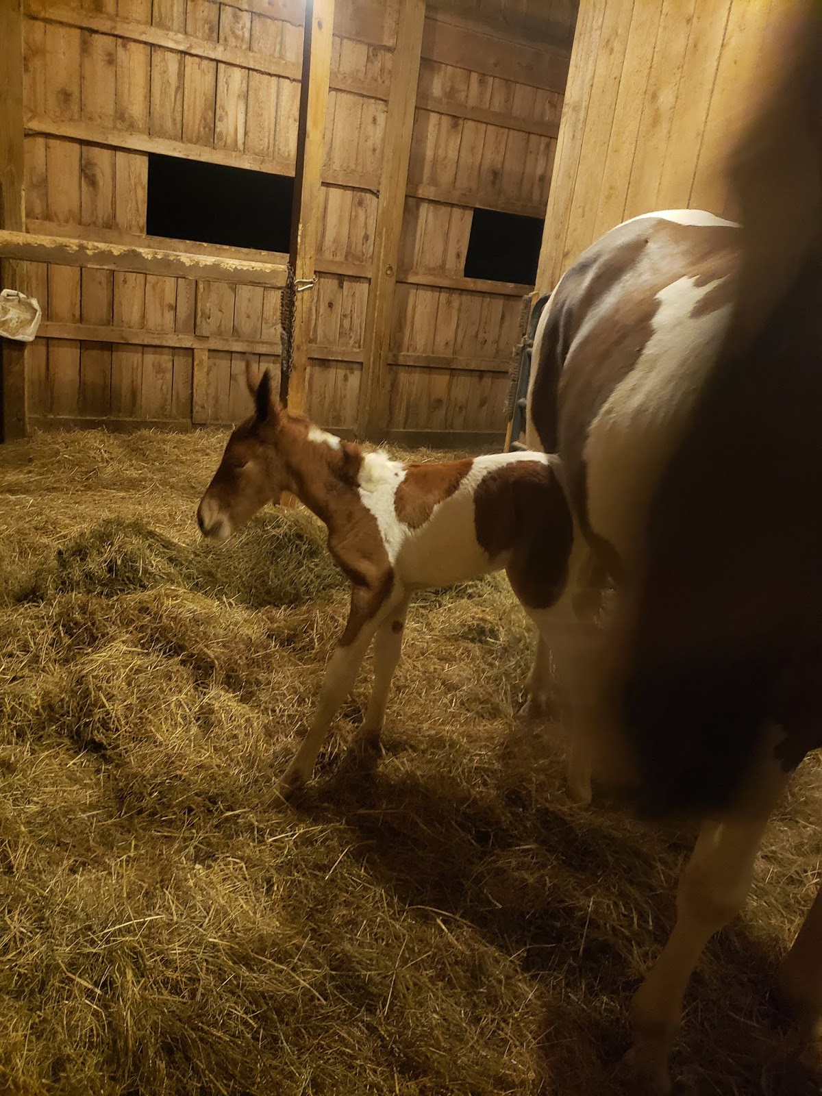 The Dancing Donkey: Mule BABY!!