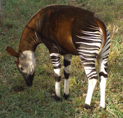Okapi | The Life of Animals