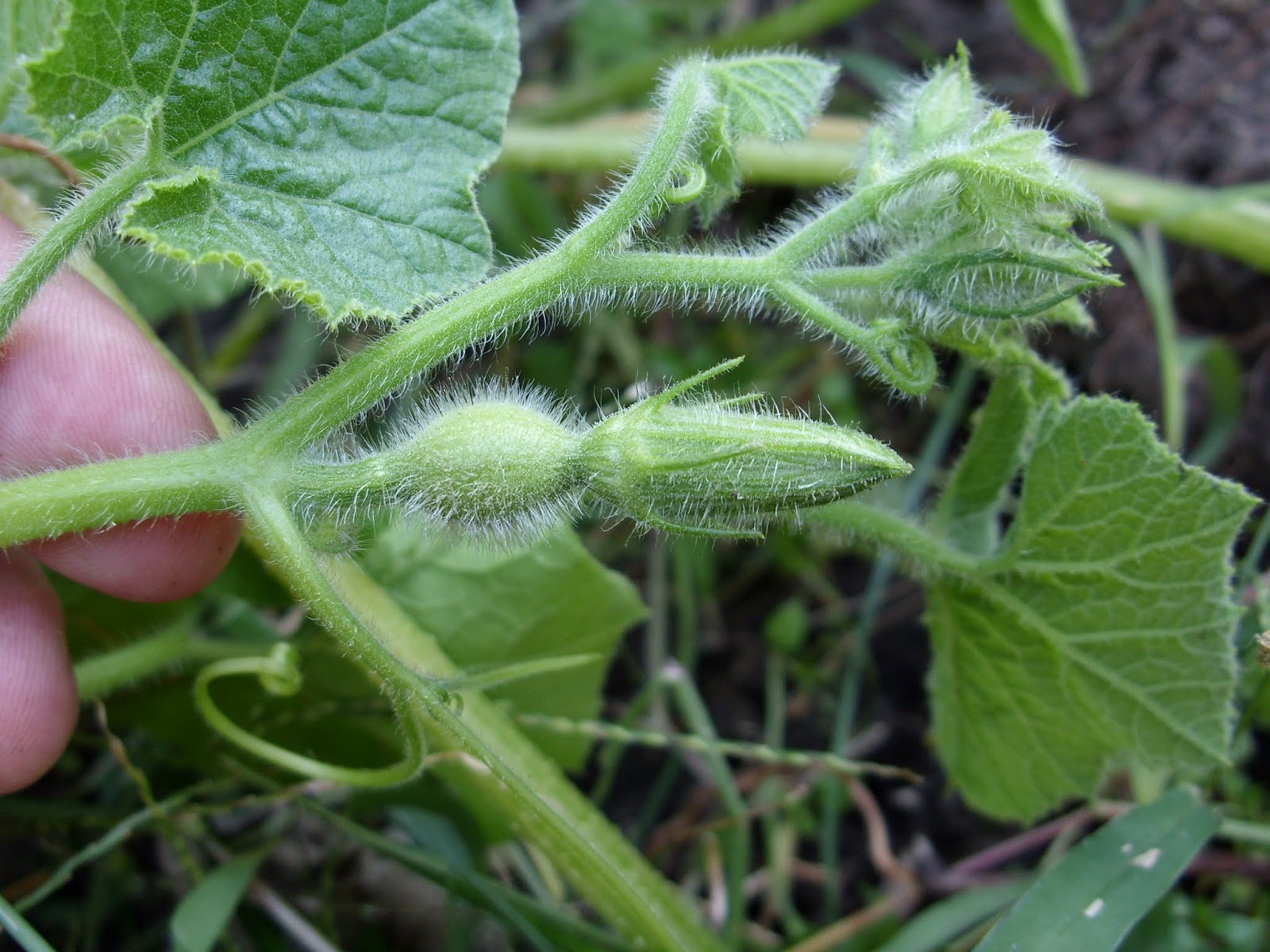 Scirpidiella's Plants: Wild squash species (Cucurbita sp. div.)