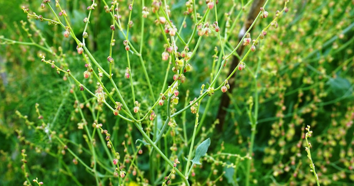 Plantas de Huerta Otea, Salamanca: Acedera romana (Rumex scutatus)
