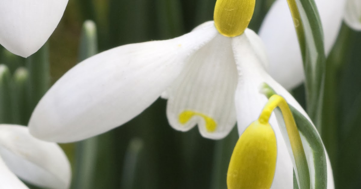 Garden History Matters: More on World's Most Expensive Snowdrop
